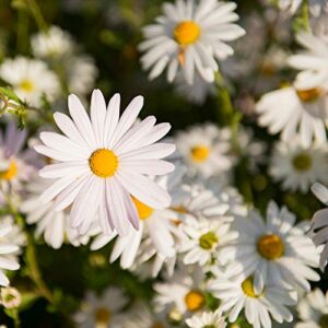 Outsidepride Perennial Chrysanthemum Shasta Daisy Wild Flowers Great for Cutting - 5000 Seeds