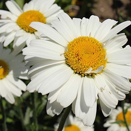 Outsidepride Perennial Chrysanthemum Shasta Daisy Wild Flowers Great for Cutting - 5000 Seeds