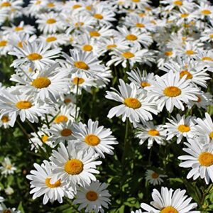 Outsidepride Perennial Chrysanthemum Shasta Daisy Wild Flowers Great for Cutting - 5000 Seeds