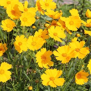 outsidepride perennial tickseed lance-leaved coreopsis heat & drought tolerant wild flowers - 5000 seeds