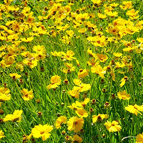 Outsidepride Perennial Tickseed Lance-leaved Coreopsis Heat & Drought Tolerant Wild Flowers - 5000 Seeds