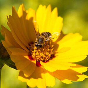 Outsidepride Perennial Tickseed Lance-leaved Coreopsis Heat & Drought Tolerant Wild Flowers - 5000 Seeds