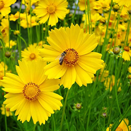 Outsidepride Perennial Tickseed Lance-leaved Coreopsis Heat & Drought Tolerant Wild Flowers - 5000 Seeds