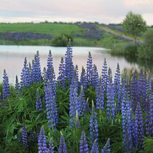 Outsidepride Perennial Blue Lupine Wild Flower Plants Attracting Birds & Butterflies - 500 Seeds