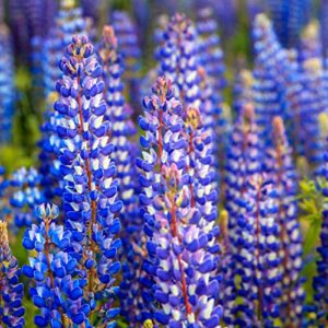 Outsidepride Perennial Blue Lupine Wild Flower Plants Attracting Birds & Butterflies - 500 Seeds