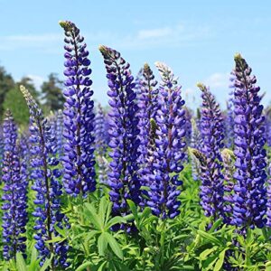 Outsidepride Perennial Blue Lupine Wild Flower Plants Attracting Birds & Butterflies - 500 Seeds