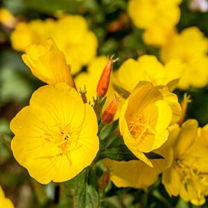 outsidepride oenothera evening primrose yellow wild flowers - 5000 seeds