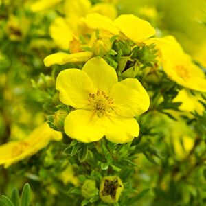 Outsidepride Oenothera Evening Primrose Yellow Wild Flowers - 5000 Seeds