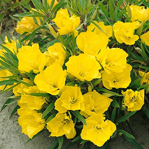 Outsidepride Oenothera Evening Primrose Yellow Wild Flowers - 5000 Seeds