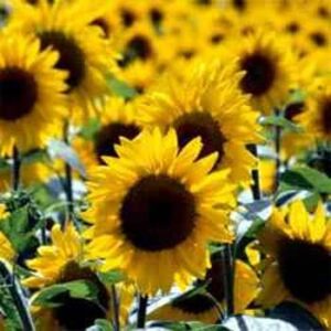 Outsidepride Helianthus Annuus Tall Wild Sunflower Plants - 1000 Seeds