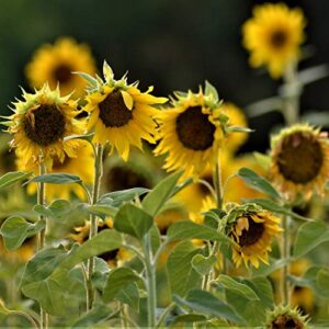 Outsidepride Helianthus Annuus Tall Wild Sunflower Plants - 1000 Seeds