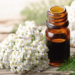 Outsidepride Perennial Achillea Millefolium Yarrow White Wild Flower & Herb Garden Plant - 5000 Seeds