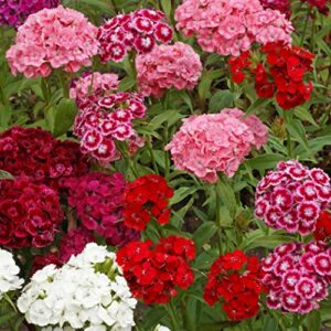 outsidepride perennial dianthus barbatus sweet william wild flower mix - 5000 seeds