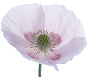 earthcare seeds giant poppy 250 seeds (papaver somniferum giganteum) non gmo - heirloom