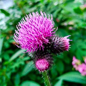 outsidepride burdock arctium lappa nutritious vegetable & herb garden plant - 1000 seeds