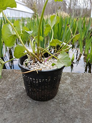 Pond H2o 5" Round Water Garden Pond Aquatic Plastic Mesh Slotted Plant Basket X 3 Pack, Plastic Water Garden Planting Basket Aquaponics, Hydroponics Slotted Mesh