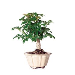 bonsaioutlet bonsai tree - - dwarf hawaiian umbrella