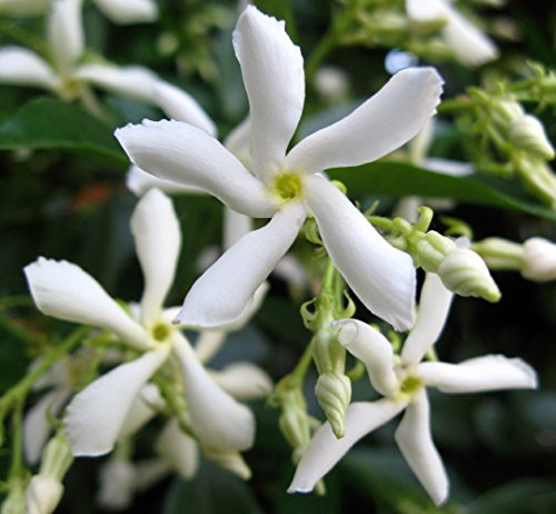 Confederate Star Jasmine Plant - 6" Pot - Extremely Fragrant Vine