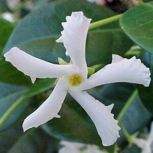 Confederate Star Jasmine Plant - 6" Pot - Extremely Fragrant Vine