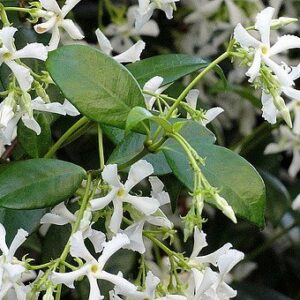 Confederate Star Jasmine Plant - 6" Pot - Extremely Fragrant Vine