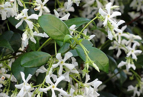 Confederate Star Jasmine Plant - 6" Pot - Extremely Fragrant Vine