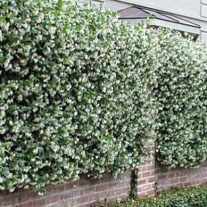 Confederate Star Jasmine Plant - 6" Pot - Extremely Fragrant Vine