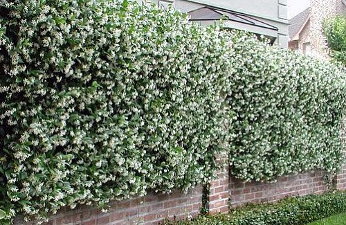 Confederate Star Jasmine Plant - 6" Pot - Extremely Fragrant Vine