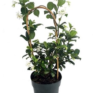 Confederate Star Jasmine Plant - 6" Pot - Extremely Fragrant Vine