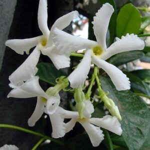 Confederate Star Jasmine Plant - 6" Pot - Extremely Fragrant Vine