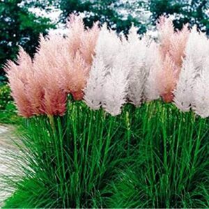 outsidepride perennial cortaderia selloana tall pampas grass plant mix - 1000 seeds