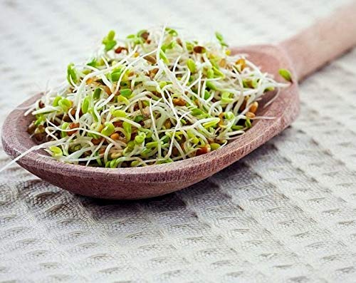 Spicy Mix of Sprouting Seeds, 2.5 Pounds - Broccoli, Radish, Alfalfa, Kosher, Raw