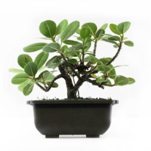 Green Island 5" Bonsai