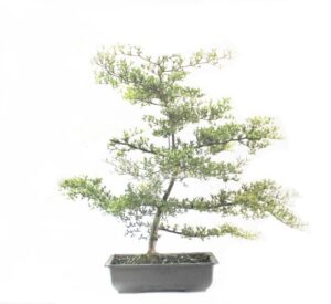 indoorbonsaiandexotics black olive bonsai tree