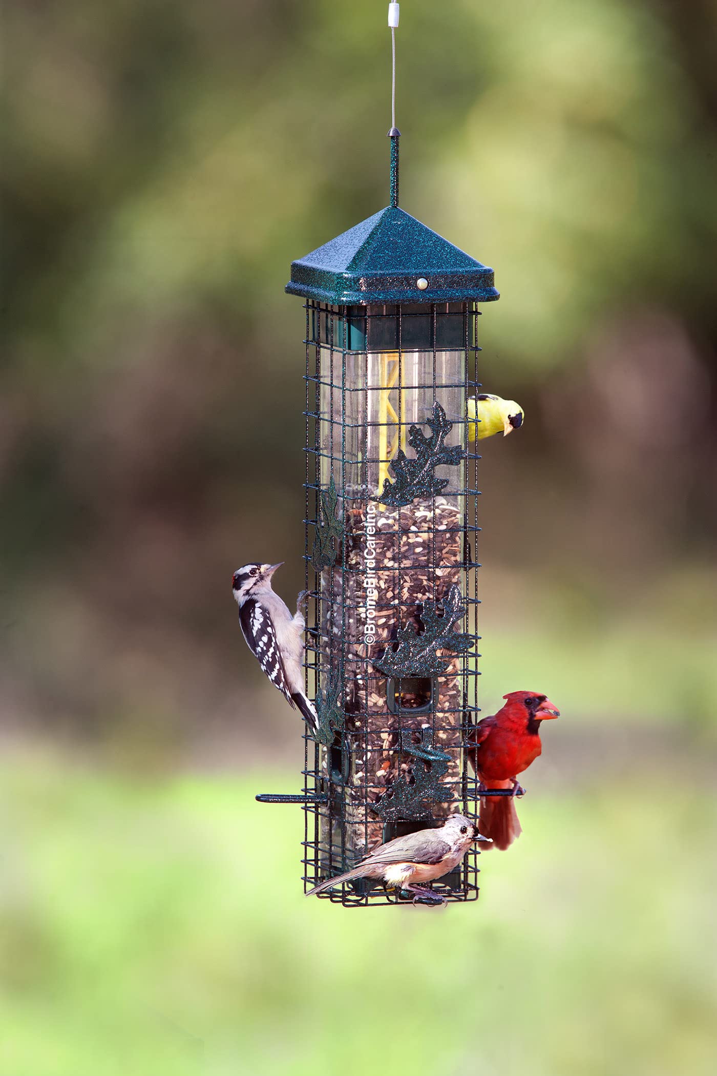 Squirrel Solution200 Squirrel-proof Bird Feeder w/6 Feeding Ports, 3.4-pound Seed Capacity, Free Seed Funnel