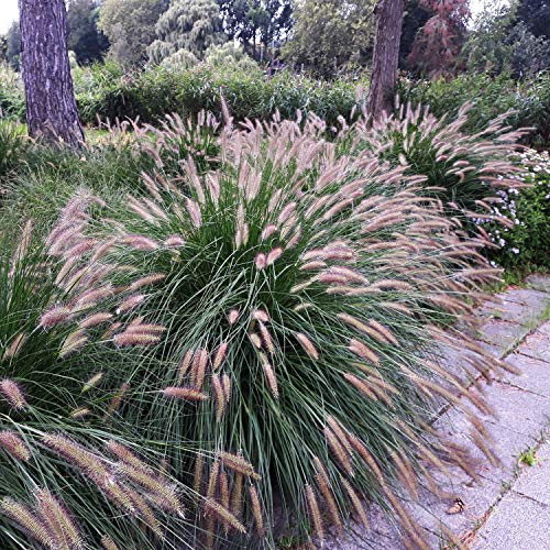 Outsidepride Pennisetum Chinese Black Fountain Ornamental Grass for Beds, Borders, & Containers - 100 Seeds