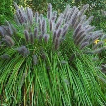 Outsidepride Pennisetum Chinese Black Fountain Ornamental Grass for Beds, Borders, & Containers - 100 Seeds