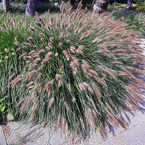 Outsidepride Pennisetum Chinese Black Fountain Ornamental Grass for Beds, Borders, & Containers - 100 Seeds