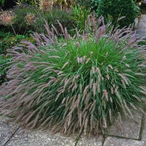 Outsidepride Pennisetum Chinese Black Fountain Ornamental Grass for Beds, Borders, & Containers - 100 Seeds