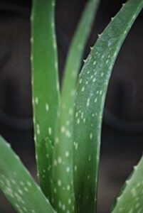 9greenbox - aloe vera bonsai with fertilizer