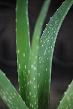 9GreenBox - Aloe Vera Bonsai with Fertilizer