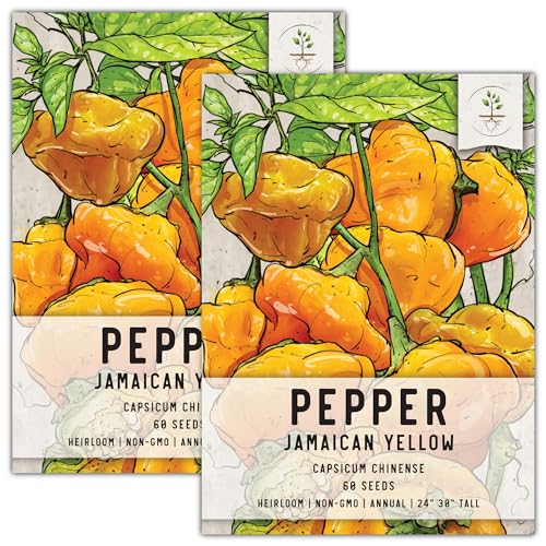 Seed Needs, Jamaican Yellow Hot Pepper Seeds for Planting (Capsicum chinense) Twin Pack of 60 Seeds Each - Heirloom, Non-GMO & Untreated