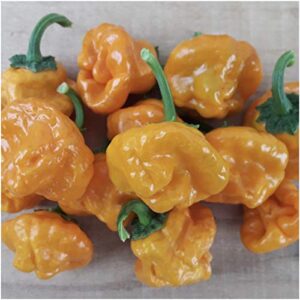 Seed Needs, Jamaican Yellow Hot Pepper Seeds for Planting (Capsicum chinense) Twin Pack of 60 Seeds Each - Heirloom, Non-GMO & Untreated