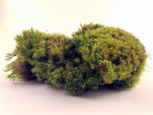 ez-botanicals fresh mood moss perfect for terrariums and bonsai