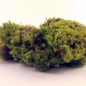 EZ-Botanicals Fresh Mood Moss Perfect for Terrariums and Bonsai