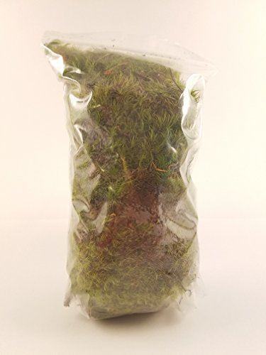 EZ-Botanicals Fresh Mood Moss Perfect for Terrariums and Bonsai