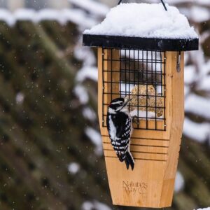 Nature's Way Cwf1 Suet Cedar BRD Feedr