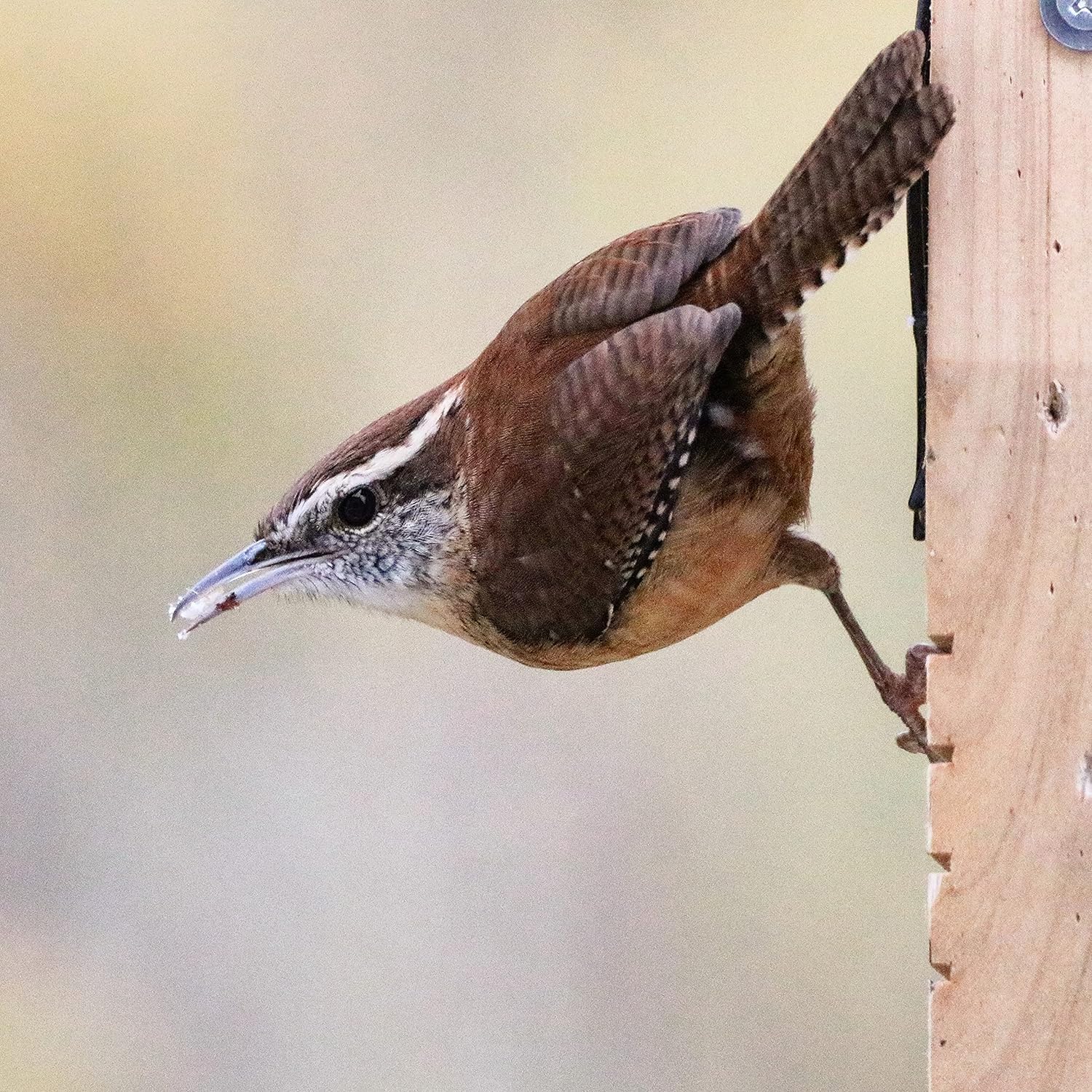 Nature's Way Cwf1 Suet Cedar BRD Feedr