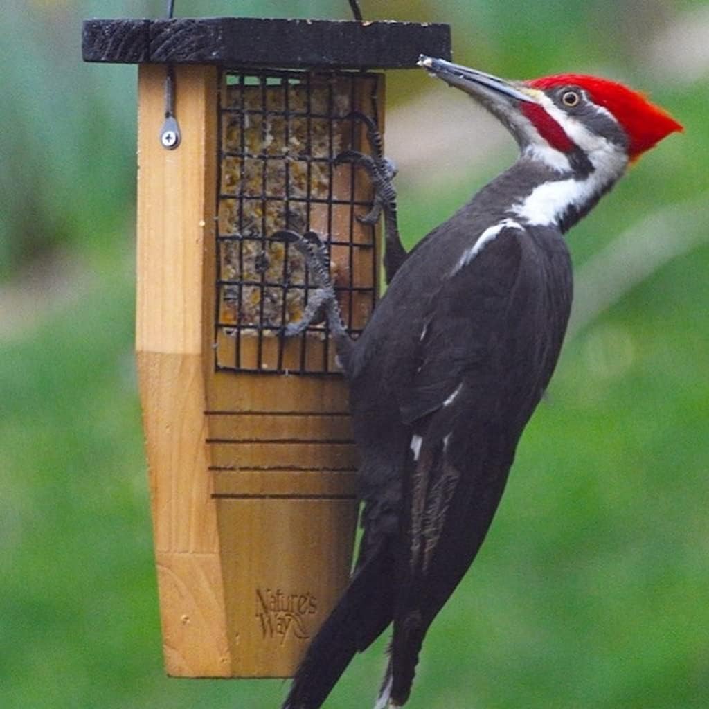 Nature's Way Cwf1 Suet Cedar BRD Feedr