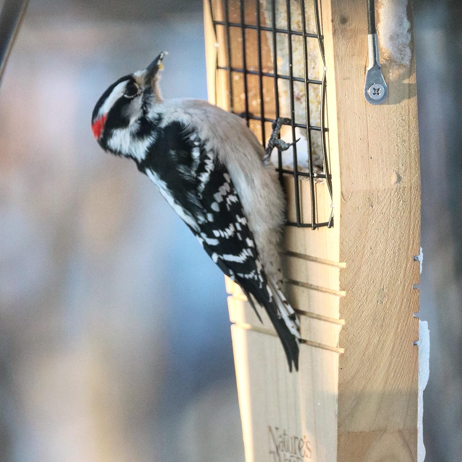 Nature's Way Cwf1 Suet Cedar BRD Feedr