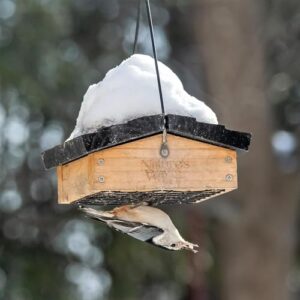 Nature's Way Bird Products CWF2 Cedar wood Suet Upside-Down Bird Feeder, 8.5"L x 8.5"W x 4.13"H, Black